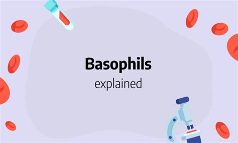 Basophils Function Absolute Count Low High And Normal Range