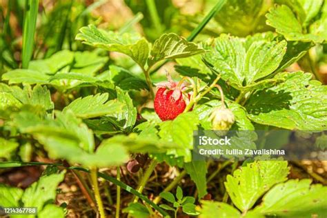 딸기 식물의 산업 재배 여름 정원 침대에서 잘 익은 빨간 과일 딸기 부시 농장에서 열매의 자연 성장 에코 건강 유기농 식품 원예 컨셉 배경 건강한 식생활에 대한 스톡 사진