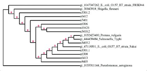 Phylogenetic Tree Was Constructed Using Neighbor Joining Algorithm Of