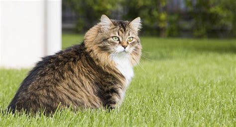 Siberian Cat Size Vet Reviewed Comparison To Other Cats With Pictures Catster