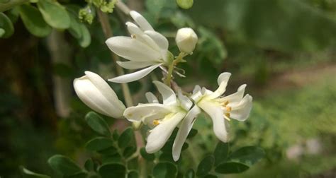 What Is Moringa Oleifera Everything You Should Know Micro Farm Guide