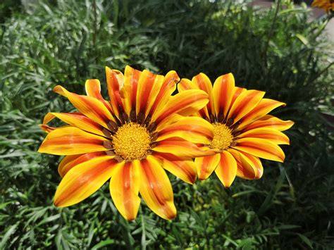 Huawei P Vs P Lite Camera Shootout Gadgetmatch