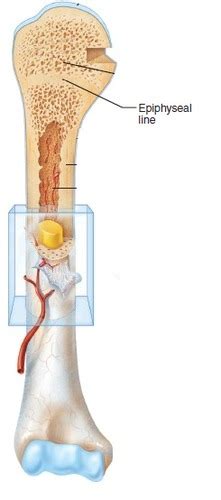 Abnormal Fibrous Formation In Muscle That “freezes” It In Flexed