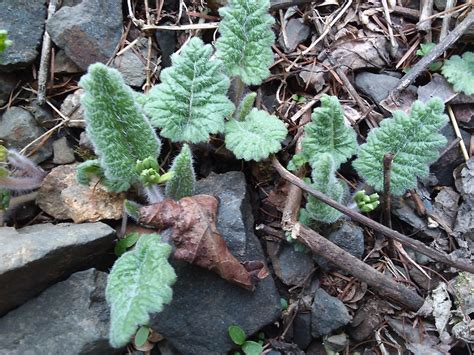 2023 요즘 잎과 꽃대를 올리는 으아리네 앵초들