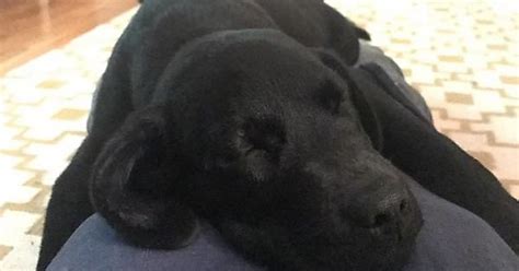 my 12 week old lab fell asleep hugging me imgur