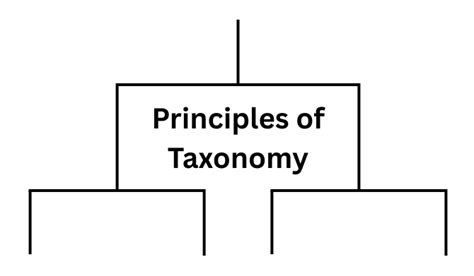Principles Of Taxonomy The Science Decoder