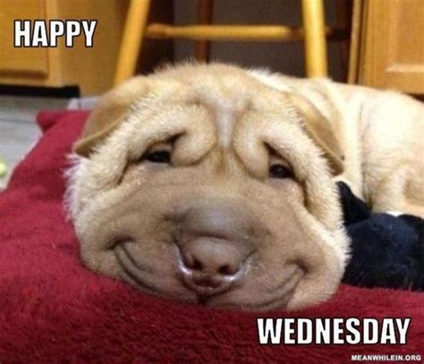 36 Funny Happy Wednesday Memes