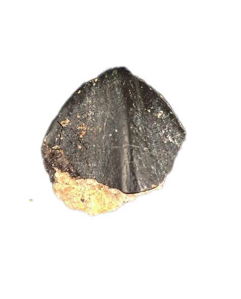 Haplocanthosaurus Tooth Morrison Formation The Daily Rex
