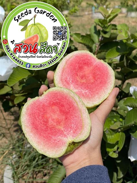 สำนักงานเกษต สำนักงานเกษตรอำเภอเกษตรวิสัย จังหวัดร้อยเอ็ด