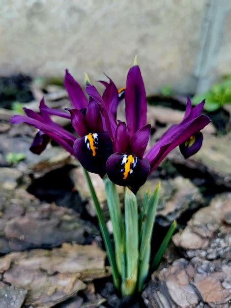 Premium Photo Purple Iris Flower