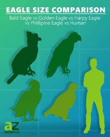 Philippine Eagle Harpy Eagle Size Comparison