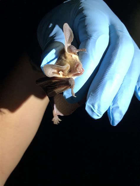 Pallid Bat Antrozous Pallidus R Batty