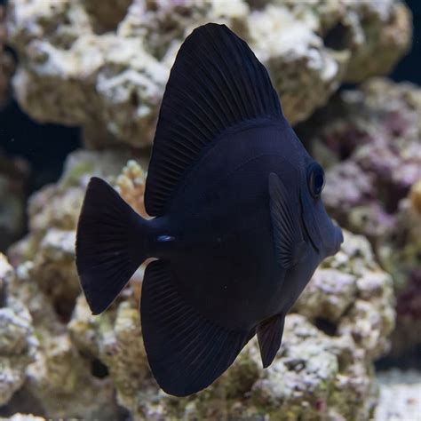 Black Longnose Tang For Sale Up To 47 Off Reefs4less