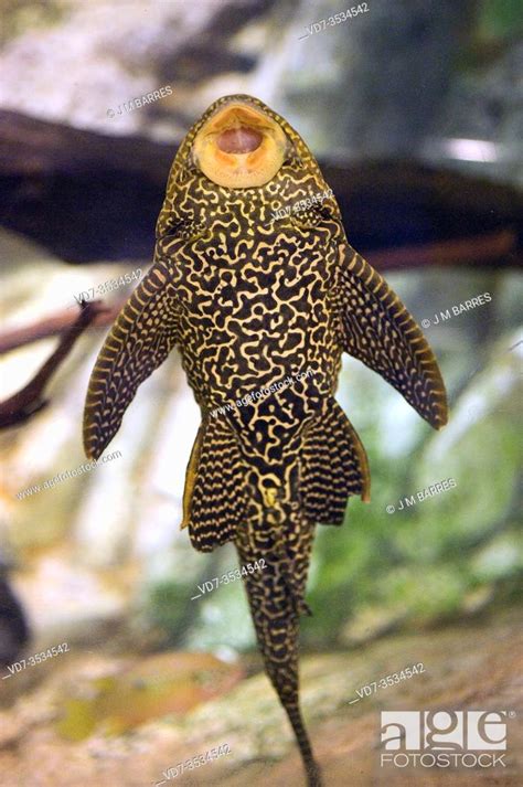 Orinoco Sailfin Catfish Pterygoplichthys Multiradiatus Is A Fresh