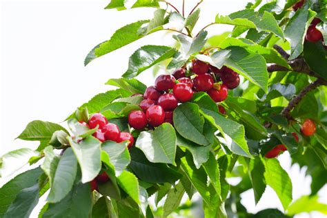 신선 한 과일 앵두 사진 신선한 과일 체리 배경 일러스트 및 사진 무료 다운로드 Pngtree