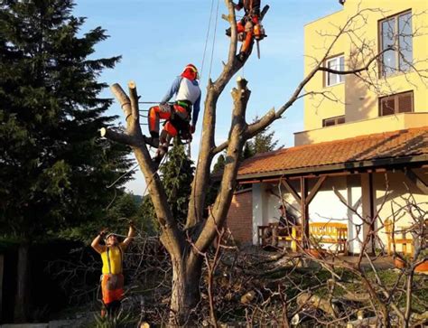 How To Cut Tree Limbs With Chainsaw