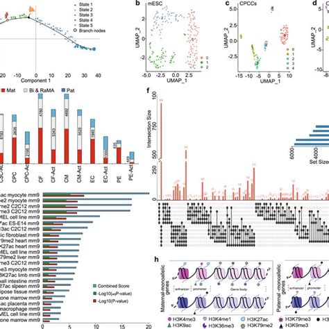 allele expression in cardiac cell types and allele specific download scientific diagram