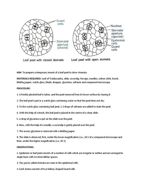 To Prepare A Temporary Mount Of A Leaf Peel To Show Stomata Pdf