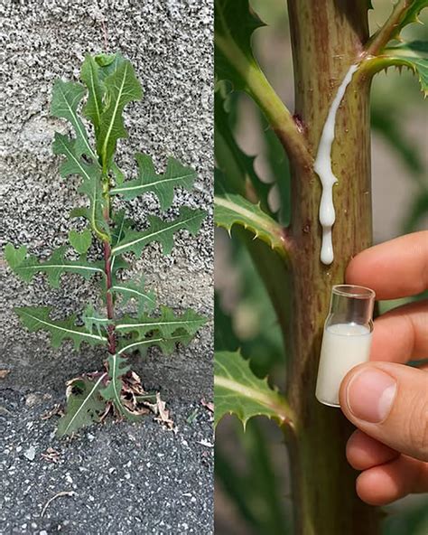 30 Benefits Of Lactuca Serriola Wild Lettuce Nomaddict