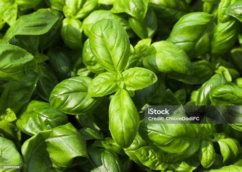 Fragrant Green Basil Leaves An Aromatic Plant Widely Used In