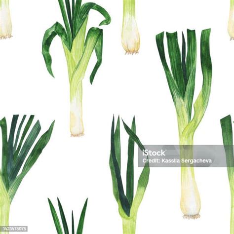 흰색 배경에 신선한 부추 솔기 패턴 수채화 손 그리기 그림 음식 디자인에 완벽합니다 리크에 대한 스톡 벡터 아트 및 기타 이미지 리크 일러스트레이션 건강한 식생활