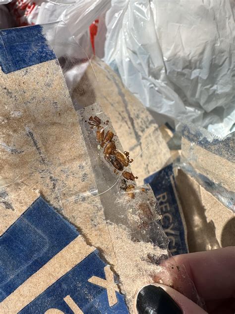 Are These Bedbug Shells Rbedbugs