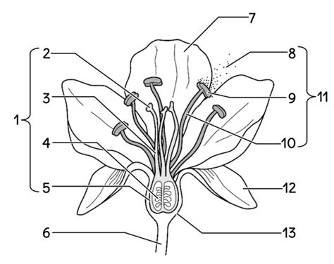 Flower Structure Quiz Diagram Quizlet