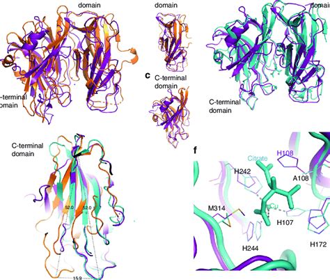 Structural Comparison Of Dopamine β Hydroxylase Dbh Structure With