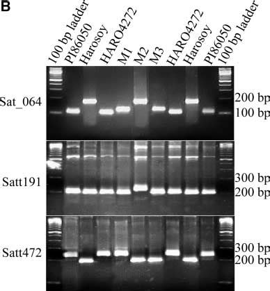 Genome Wide Simple Sequence Repeat Analyses Download Scientific Diagram