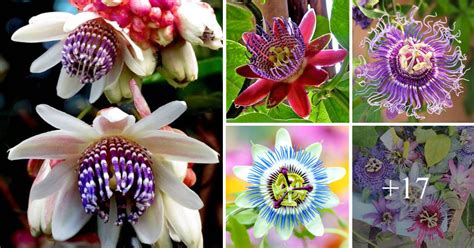 How To Grow Passiflora From Cuttings This Spring Ajans Tv Haber