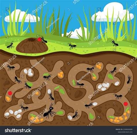 Underground Ant Tunnels