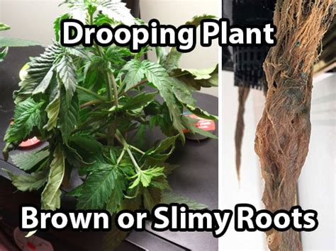 Cannabis Root Rot How To Identify And Get Rid Of It Quickly