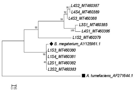 neighbor joining tree based on partial sequences of the its region of