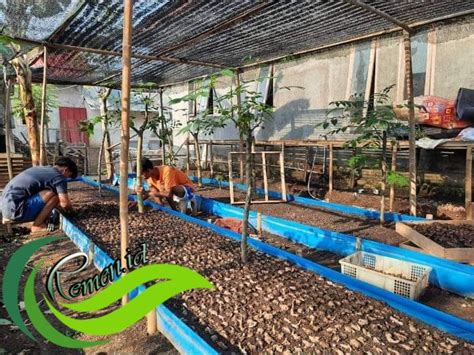 Budidaya Jahe Merah Gunakan Polybag - Media Hobi dan Informasi