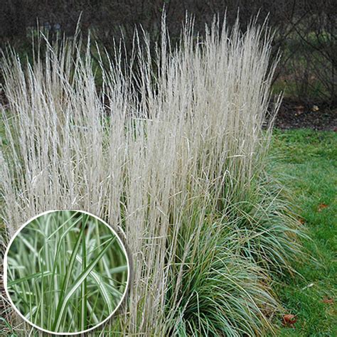 1 Calamagrostis Acutiflora ‘avalanche Feather Reed Grass Spencers