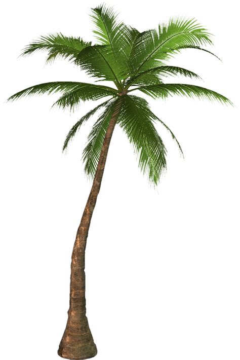 Palm Tree Trunk Clip Art