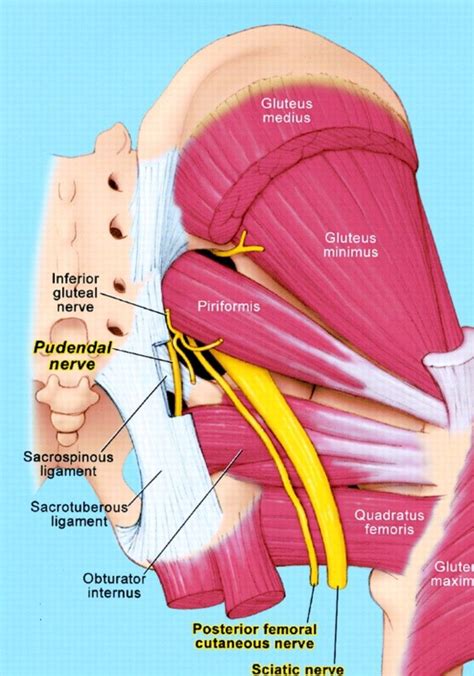 Diffuse Genital Pain Is A Common Symptom That Can Be Hard To Diagnose