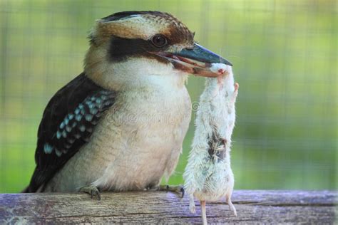 Kookaburra De Risa Foto De Archivo Imagen 23015238