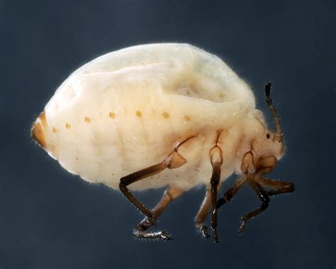 Smynthurodes Betae Bean Root Aphid Identification Images Ecology