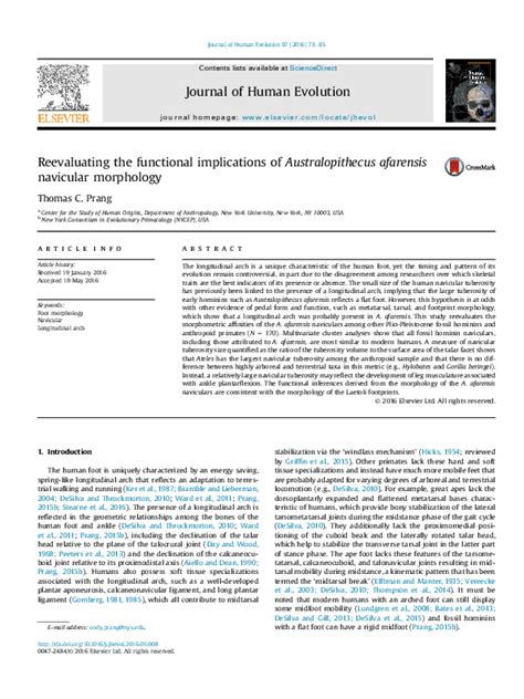 Reevaluating The Functional Implications Of Australopithecus Afarensis Navicular Morphology