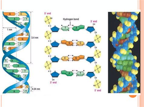 Dna Strcture And Function Pptx