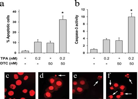 O Tetradecanoylphorbol Acetate TPA PMA Blog