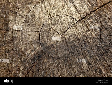Tree Trunk Cross Section Closeup Stock Photo Alamy