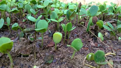 Shutterbugs Iit Jodhpur Smartphone Photography Competition Entry No 12 Name Ankush Shutterbugs Iit Jodhpur Smartphone Photography Competition Entry No 12 Name Ankush