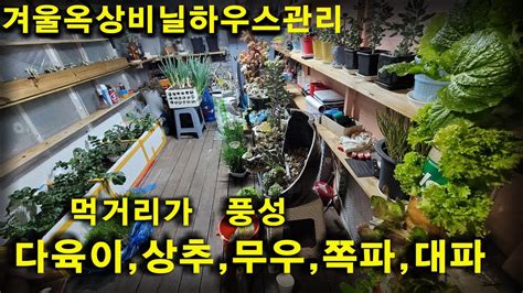 겨울옥상텃밭 대파 쪽파무우상추다육이 냉해없이 관리하기 Youtube