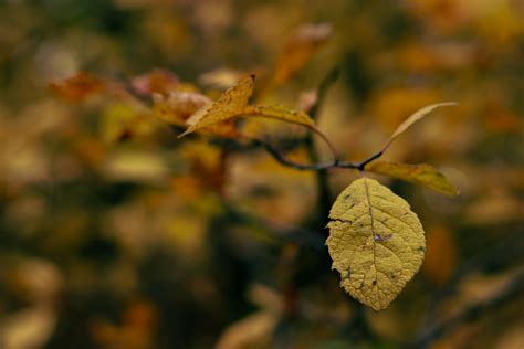 집 밖의 가을 가을 색 가지 계절 계절 변화 계절성 고요한 그늘 나무 나뭇잎 낙엽 노란색 녹색