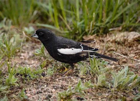 20 Black Birds With White Stripes On Wings Over The World Bird Guidance