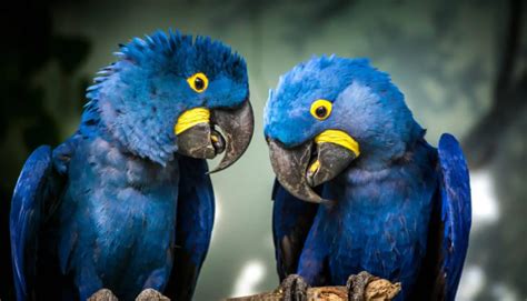 Animales De Color Azul Características Y Curiosidades De Lo Más