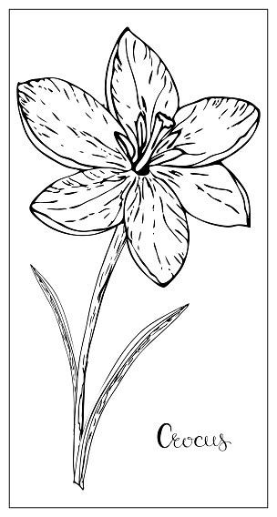 벡터 꽃 그림 크로커스 꽃의 실루엣 흰색 배경에 격리된 요소입니다 꽃 무늬를 위한 섬세한 꽃 벡터 스톡 일러스트 그리기에 대한 스톡 벡터 아트 및 기타 이미지 Istock