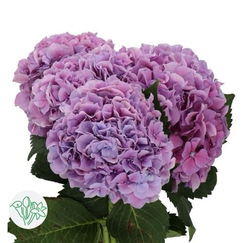 Hygrangea Floral Bliss